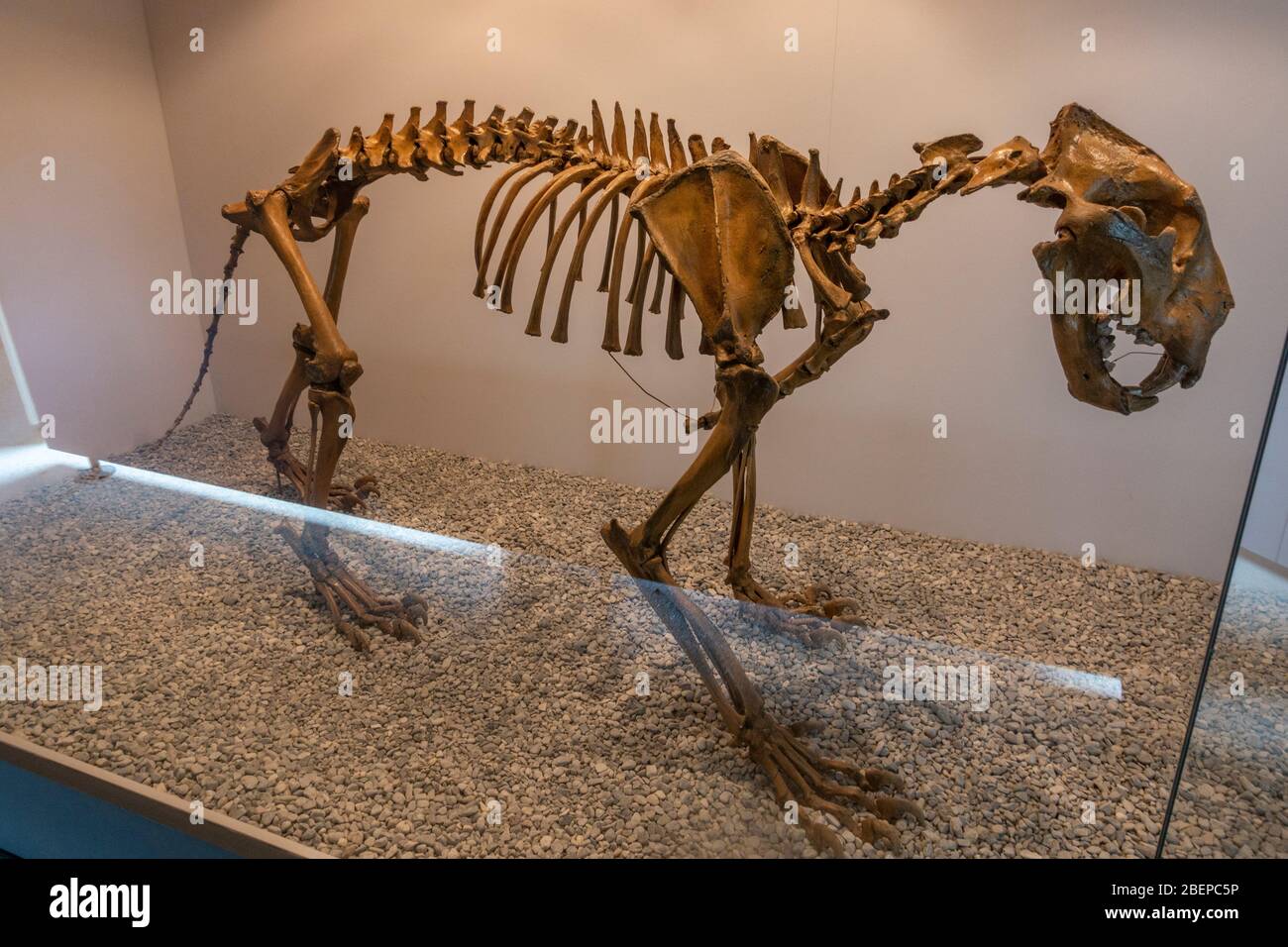 African Lion Skeleton