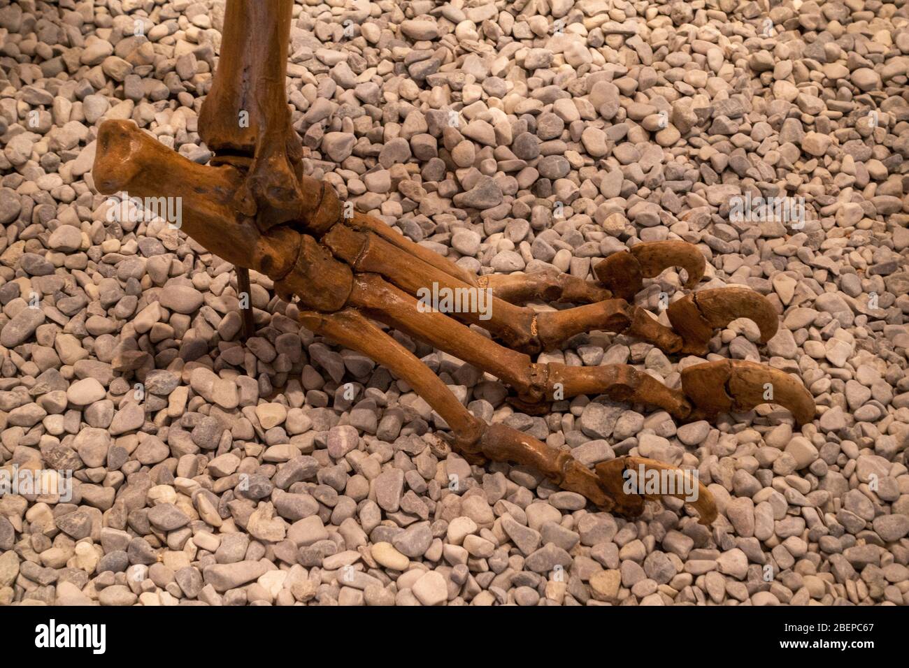 Cave lion hi-res stock photography and images - Alamy