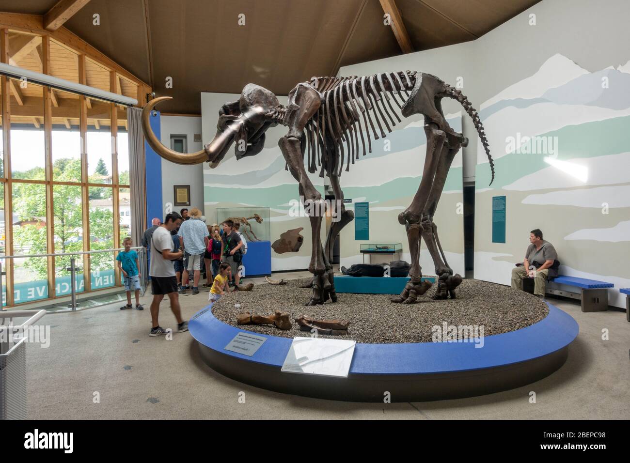 Woolly mammoth mammuthus primigenius hi-res stock photography and ...