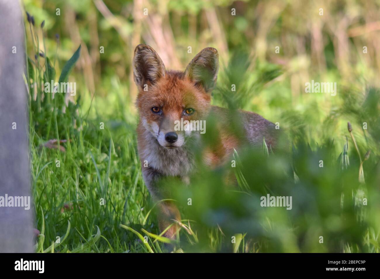 Female fox hi-res stock photography and images - Alamy