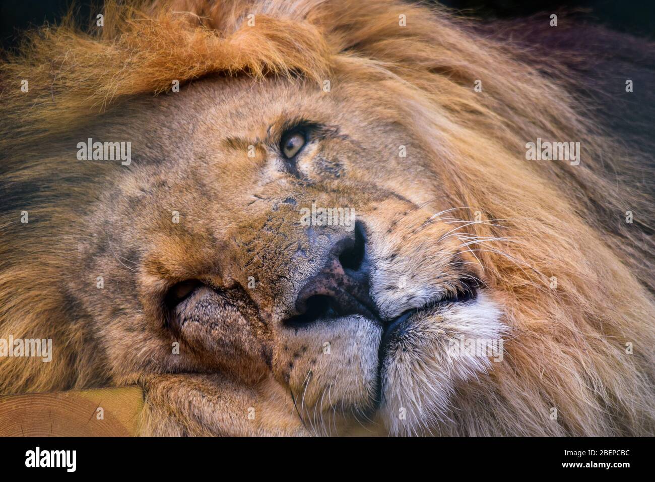 Lion Close Up Of Face High Resolution Stock Photography and Images - Alamy