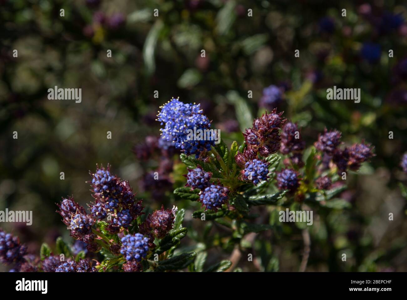 Blue Hebe flowers just coming into flower Stock Photo - Alamy