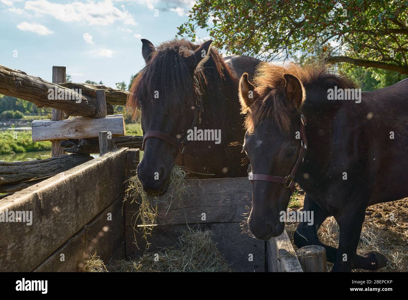 Black Baby Horse Eating Hay