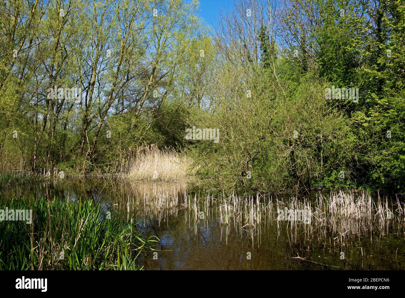 Pond at Howden Marsh, a local nature reserve in Howden, East Yorkshire ...