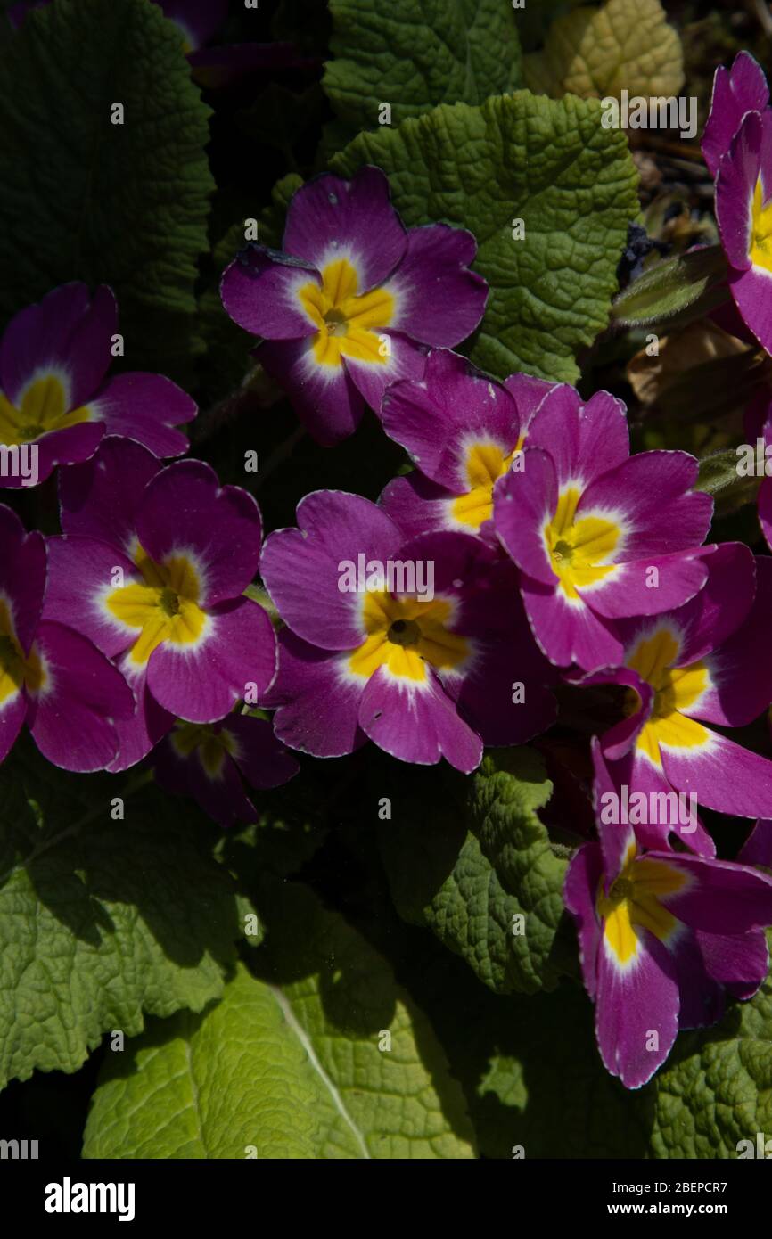 Violets primroses hi-res stock photography and images - Alamy