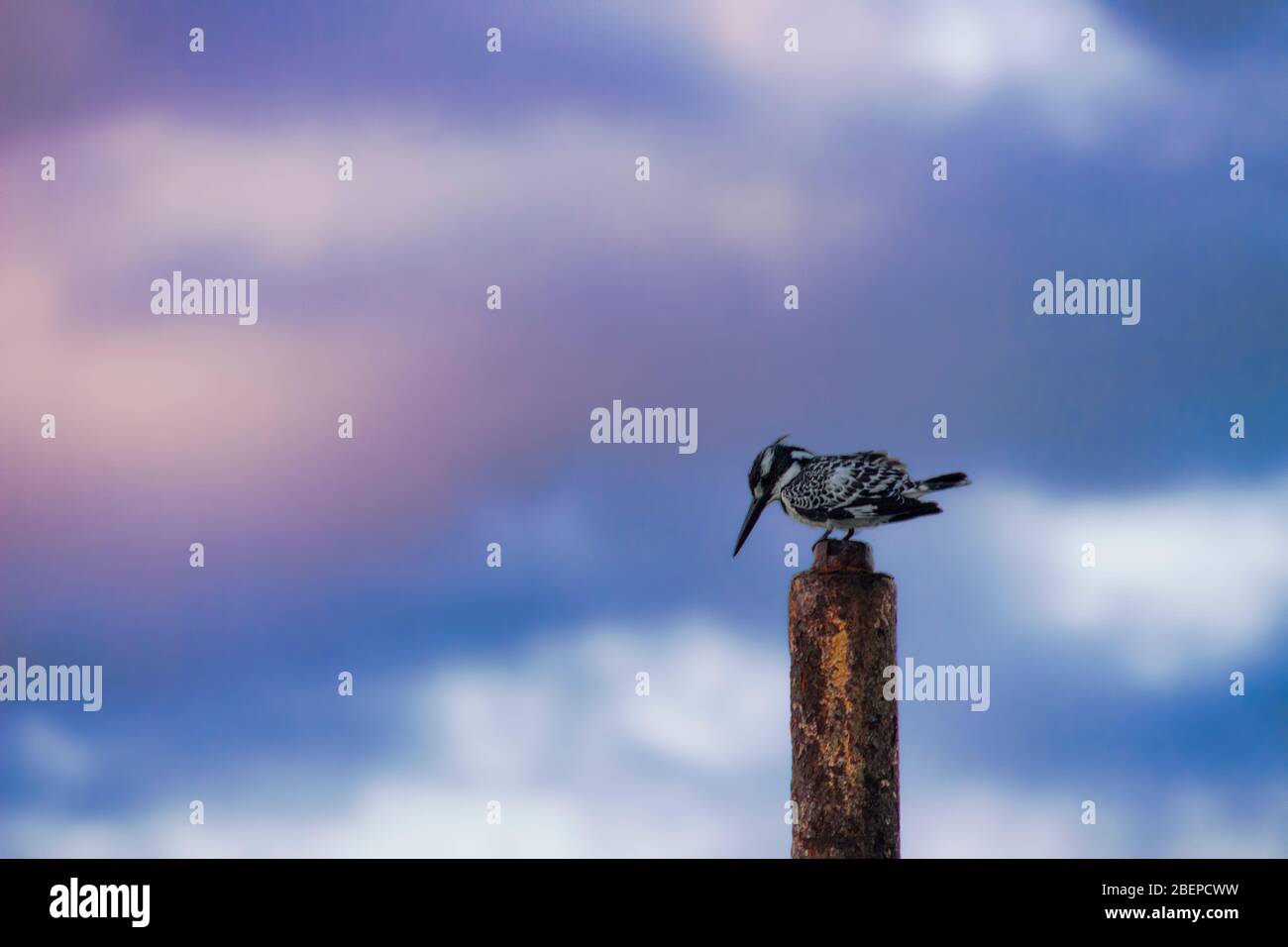 Woodpecker standing on column with cloudy sky. Small bird standing on ...