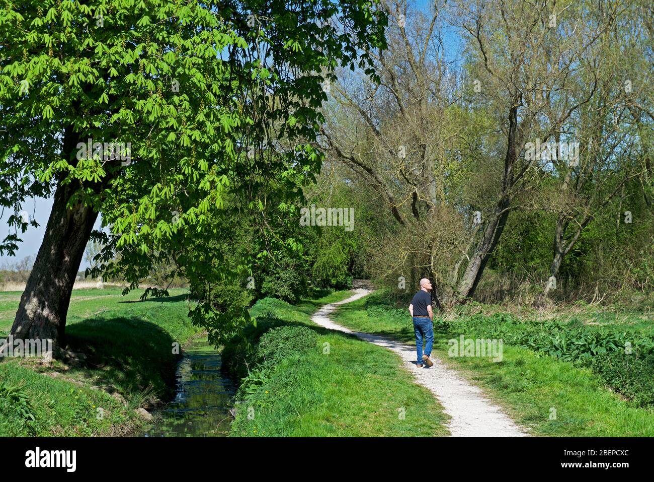 Man walking along path at Howden Marsh, a local nature reserve in ...