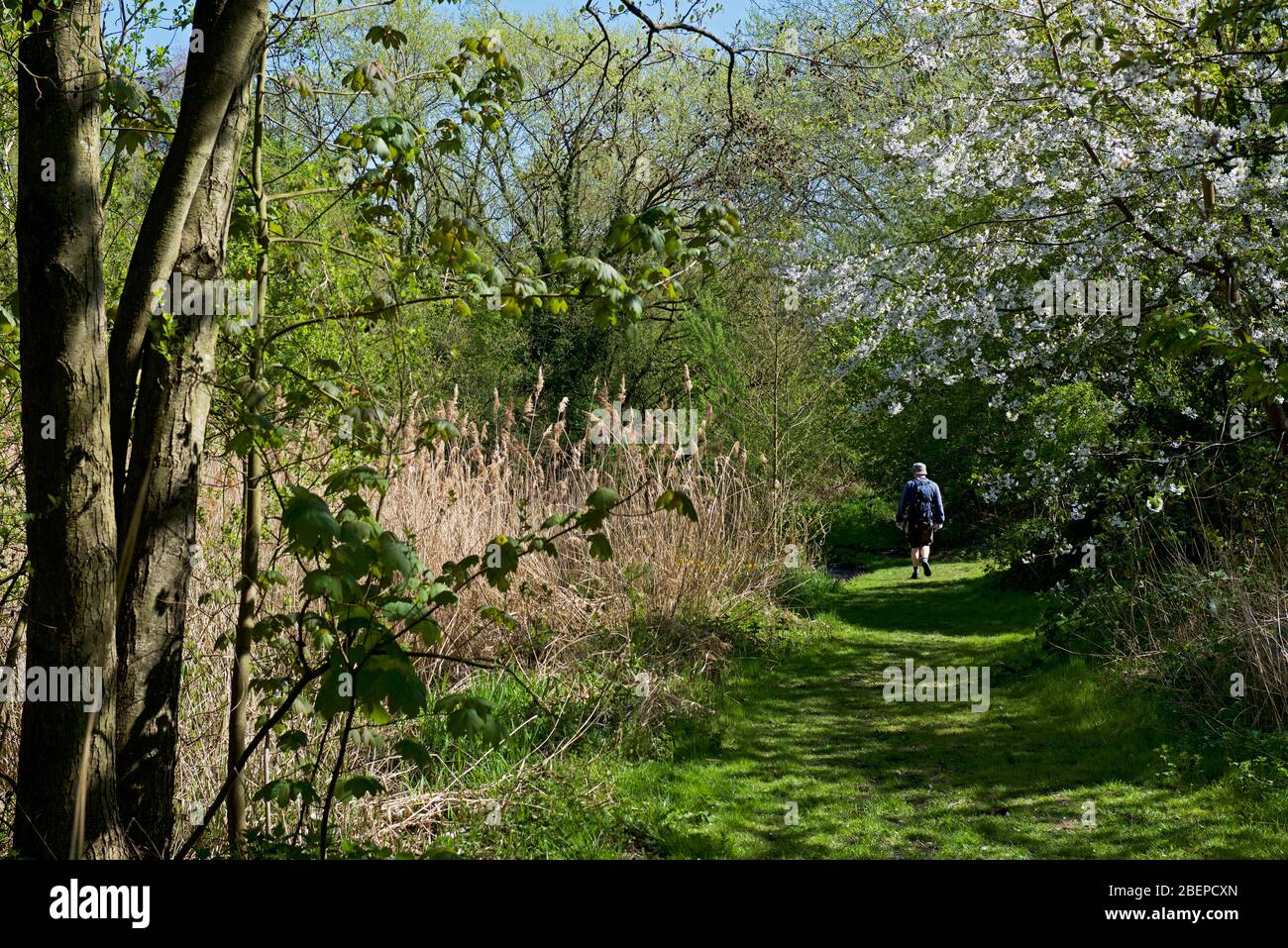 Man walking along path at Howden Marsh, a local nature reserve in ...
