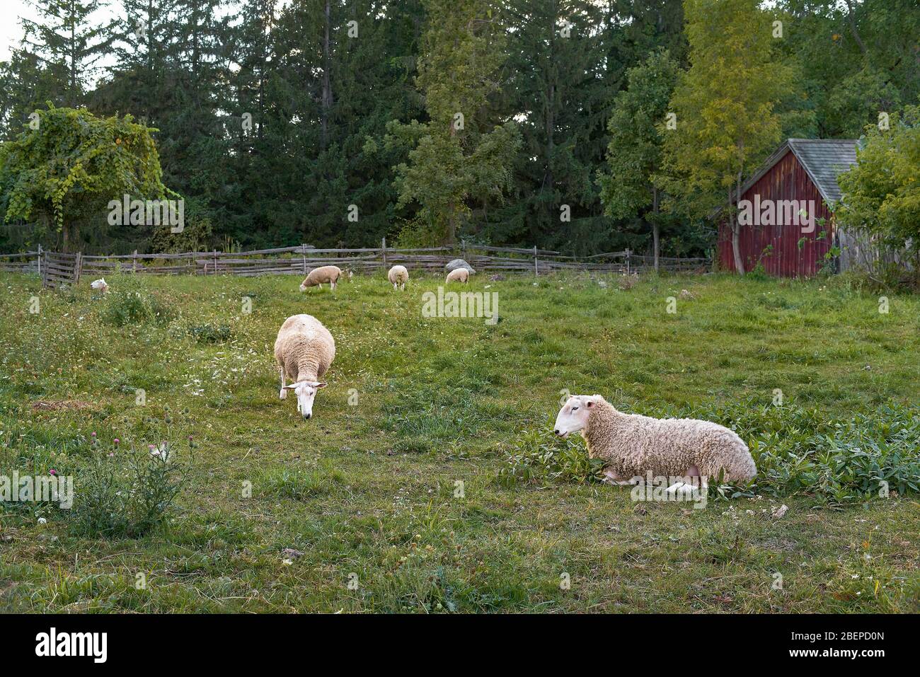 Sheep grazing one tree hill hi-res stock photography and images - Alamy