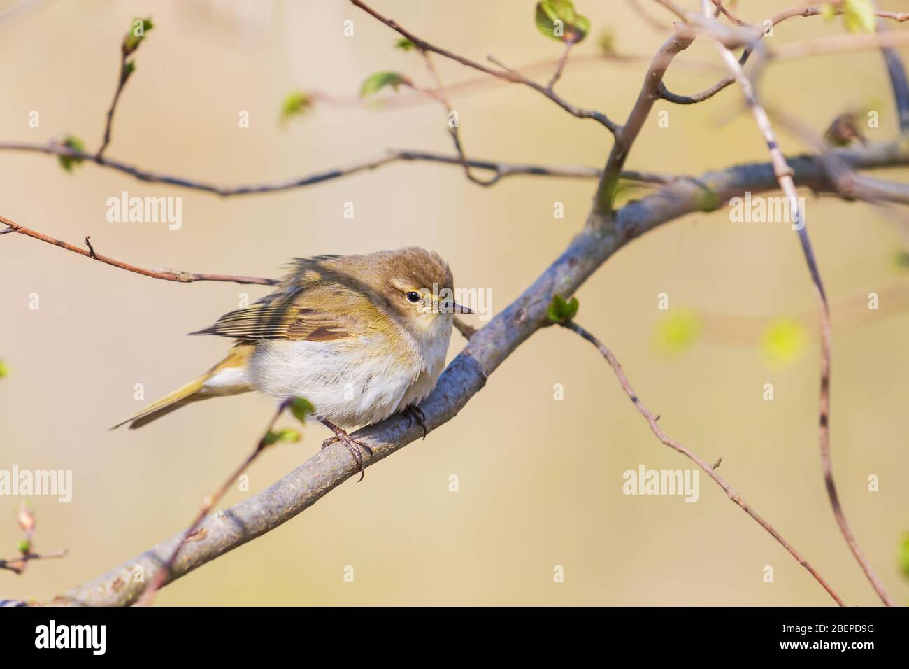 common chiffchaff in the spring forest among the first leaves Stock ...