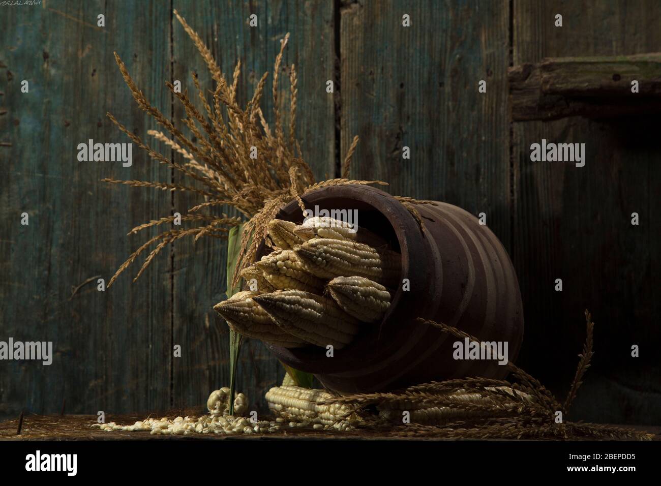 Ears of corn in jar with wheat classes. Pot with fresh corn in front of ...