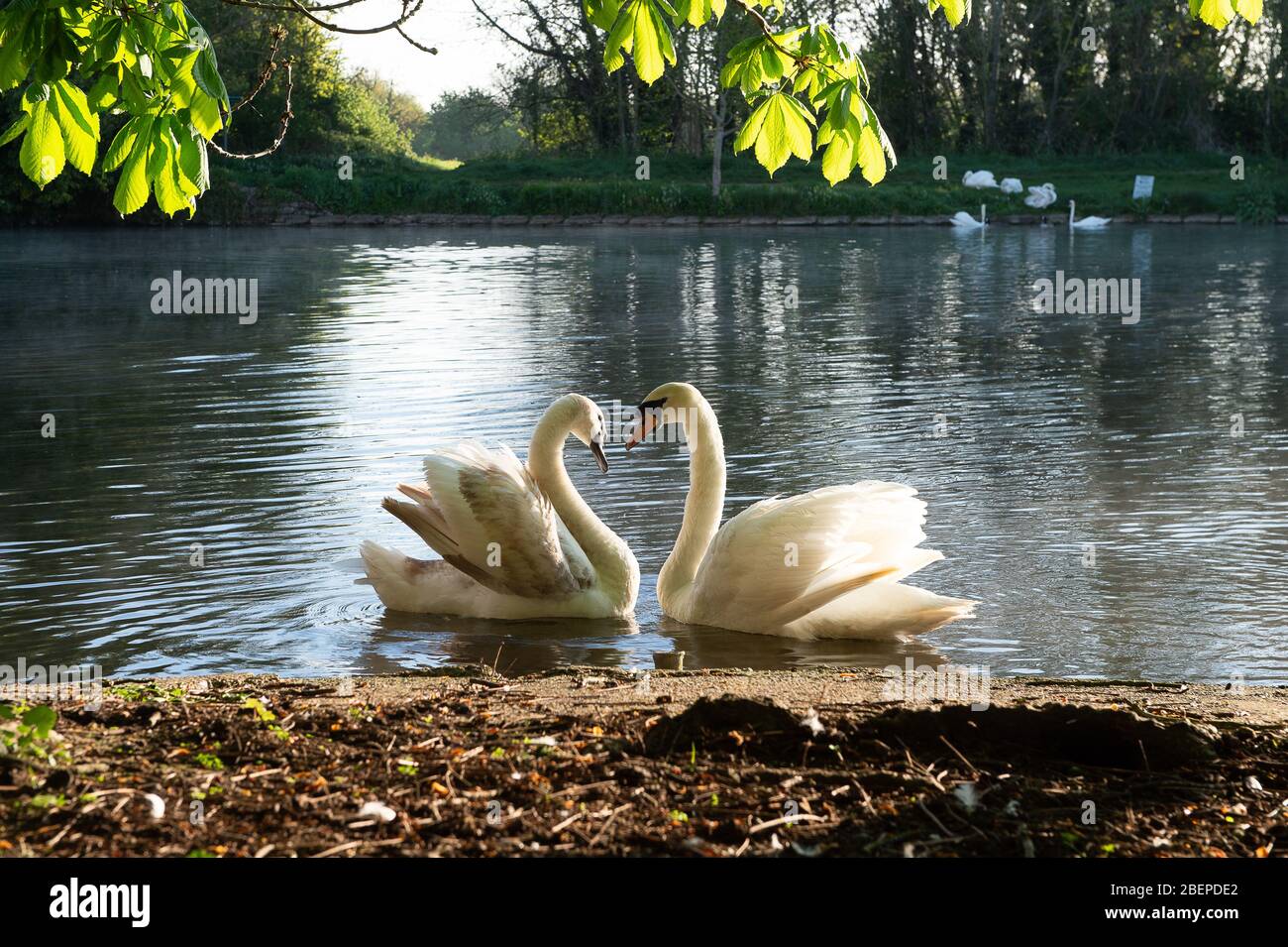Swans, heart, thames hi-res stock photography and images - Alamy