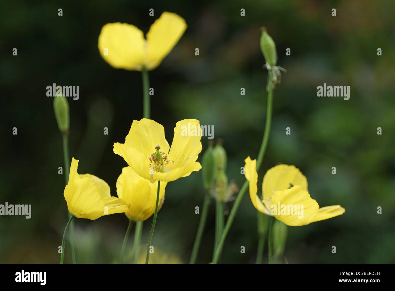 Cambricum hi-res stock photography and images - Alamy
