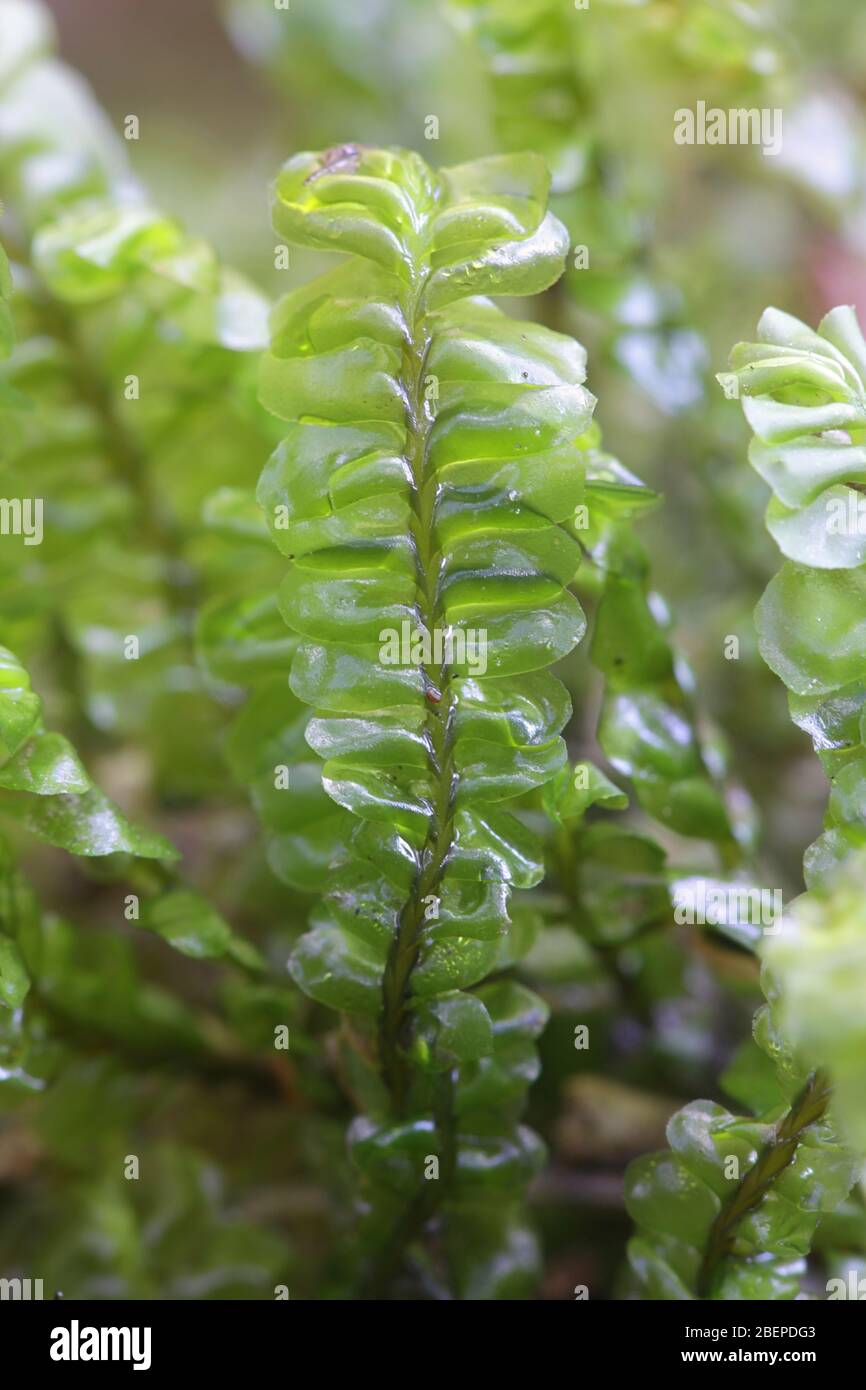 Plagiochila Asplenioides High Resolution Stock Photography and Images ...