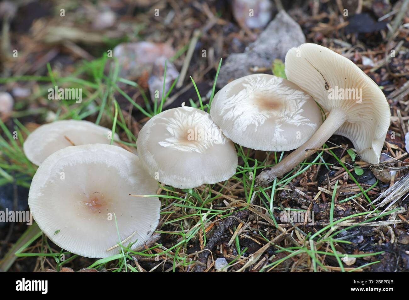 Clitocybe metachroa, known as Twotone Funnel, wild mushroom from ...