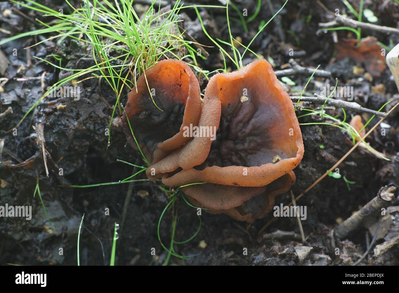 Peziza limnaea, a cup fungus from Finland with no common english name ...