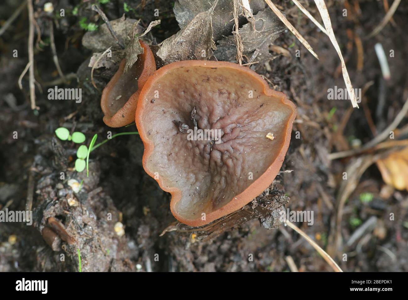 Peziza limnaea, a cup fungus from Finland with no common english name ...