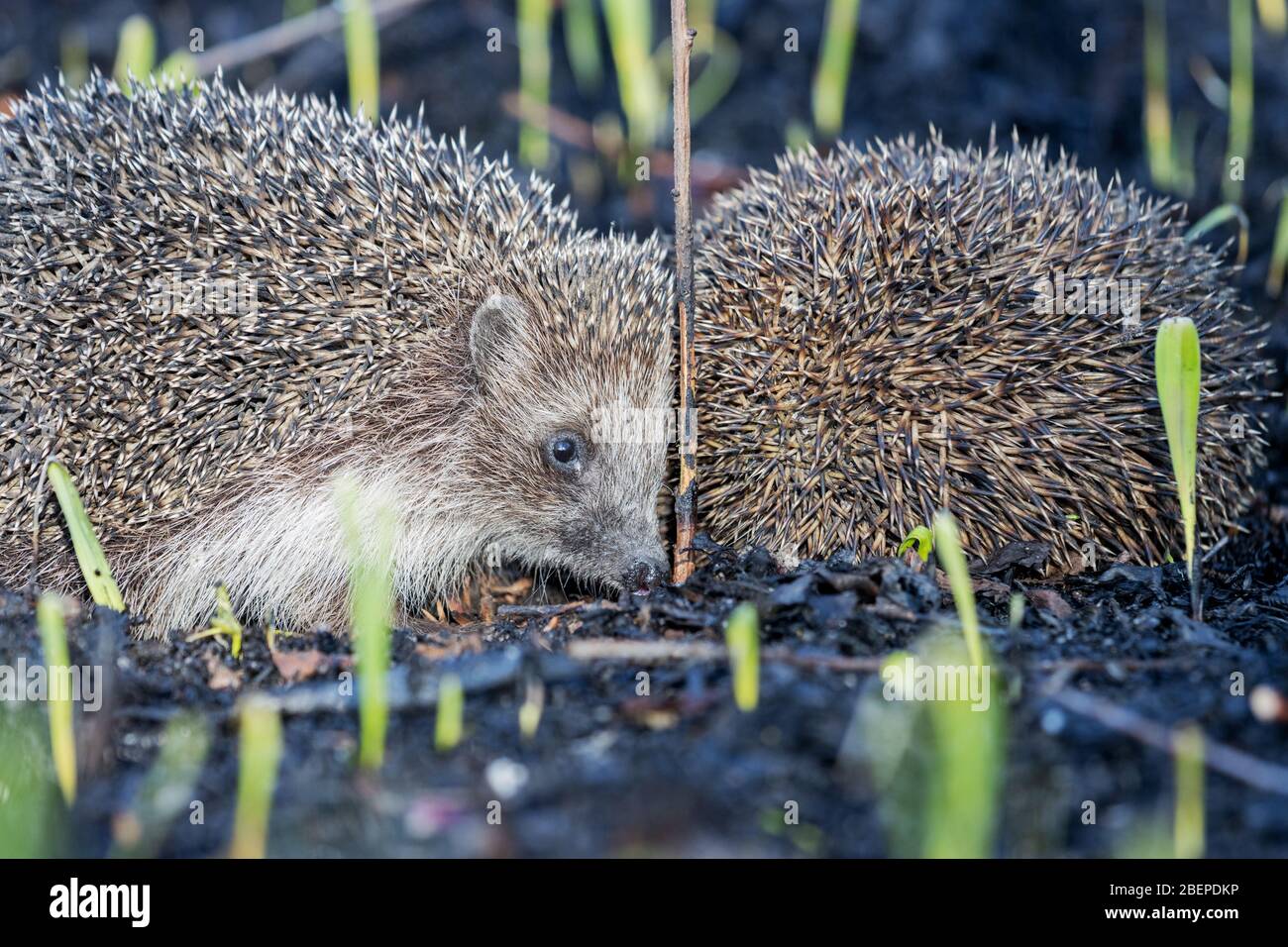 hedgehogs close-up are sitting on the ground Stock Photo - Alamy