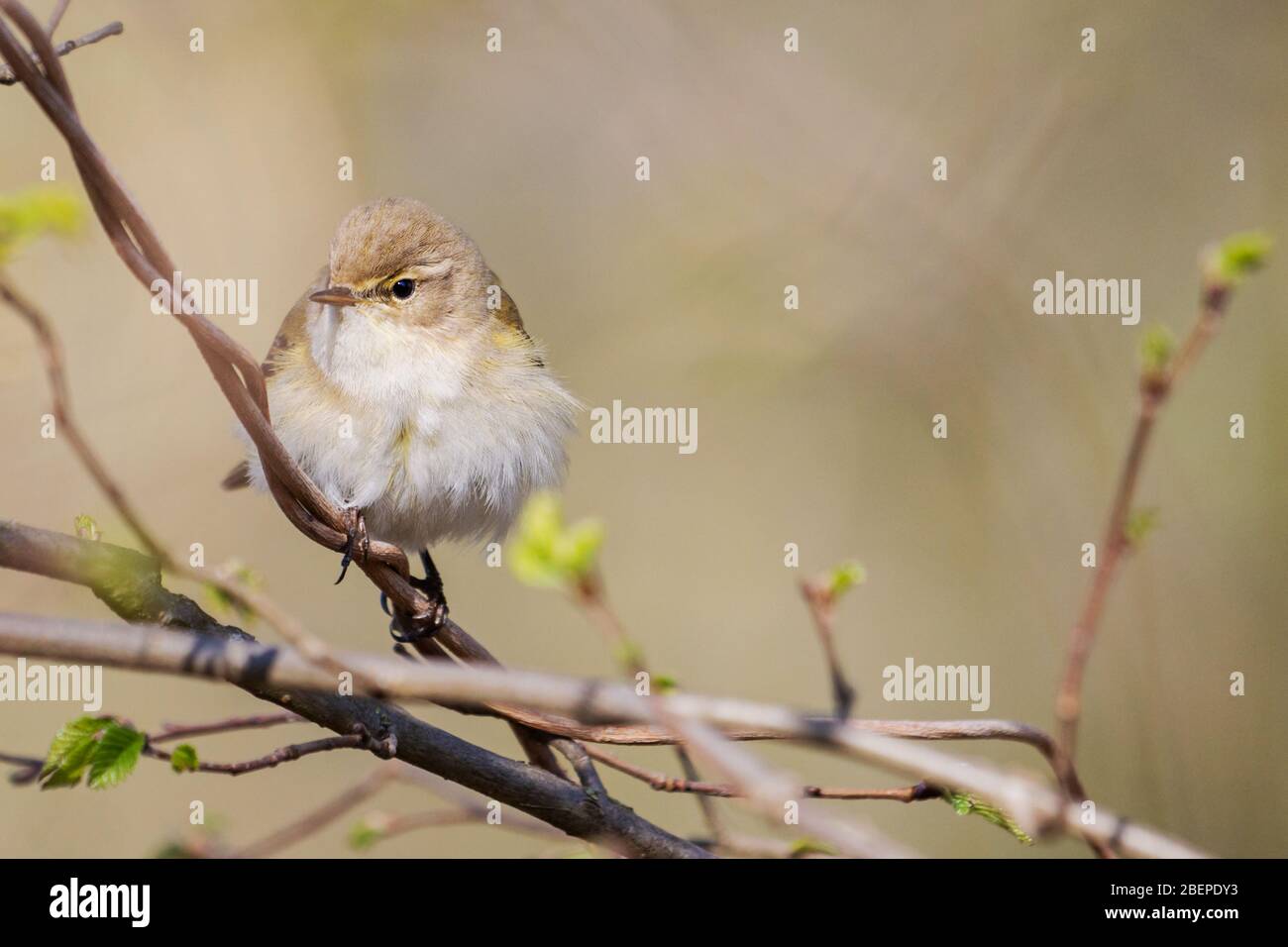 Is a small insectivorous passerine bird hi-res stock photography and ...
