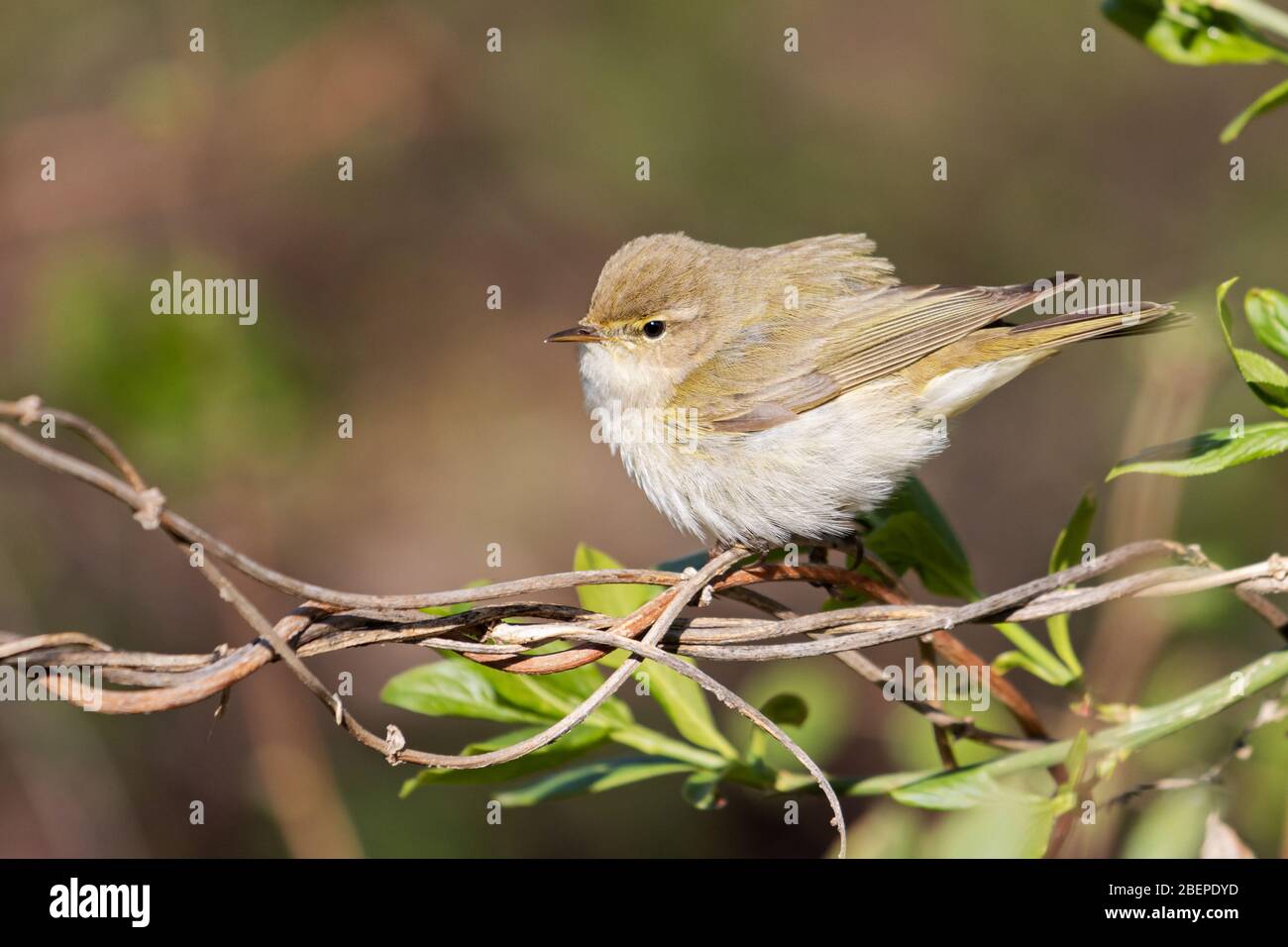 Songbird in spring hi-res stock photography and images - Alamy