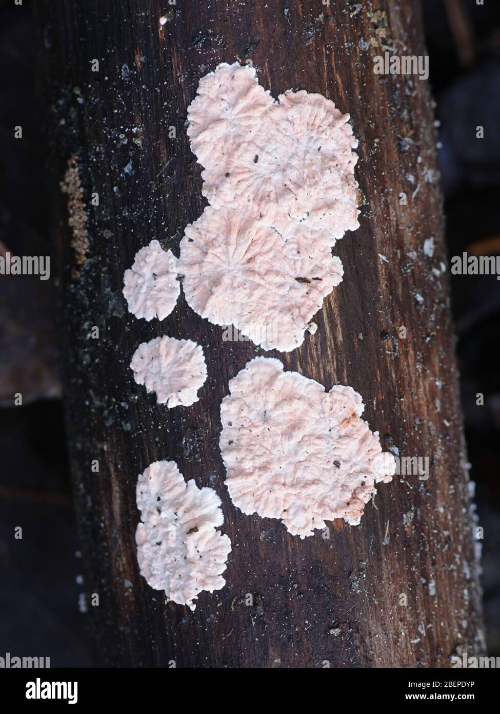 Corticium roseum, major plant pathogen of peach and nectarine trees ...