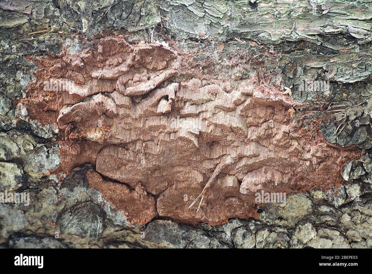 Ferrugineofuscus hi-res stock photography and images - Alamy