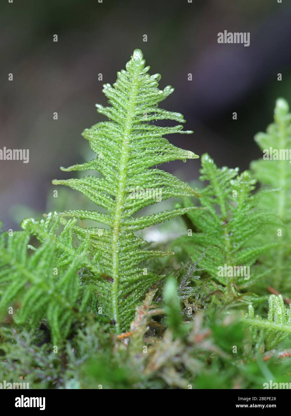 Ptilium crista-castrensis, known as the knights plume moss or ostrich ...