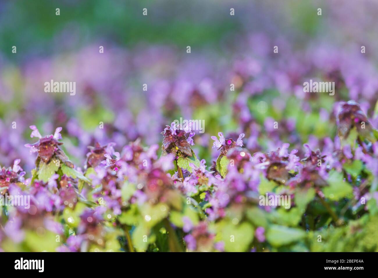 Spring forest flowers hi-res stock photography and images - Alamy