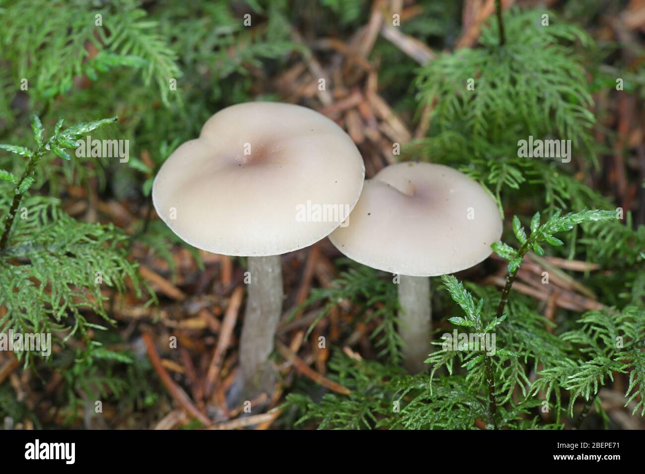 Clitocybe fragrans, known as Fragrant Funnel, wild mushroom from ...