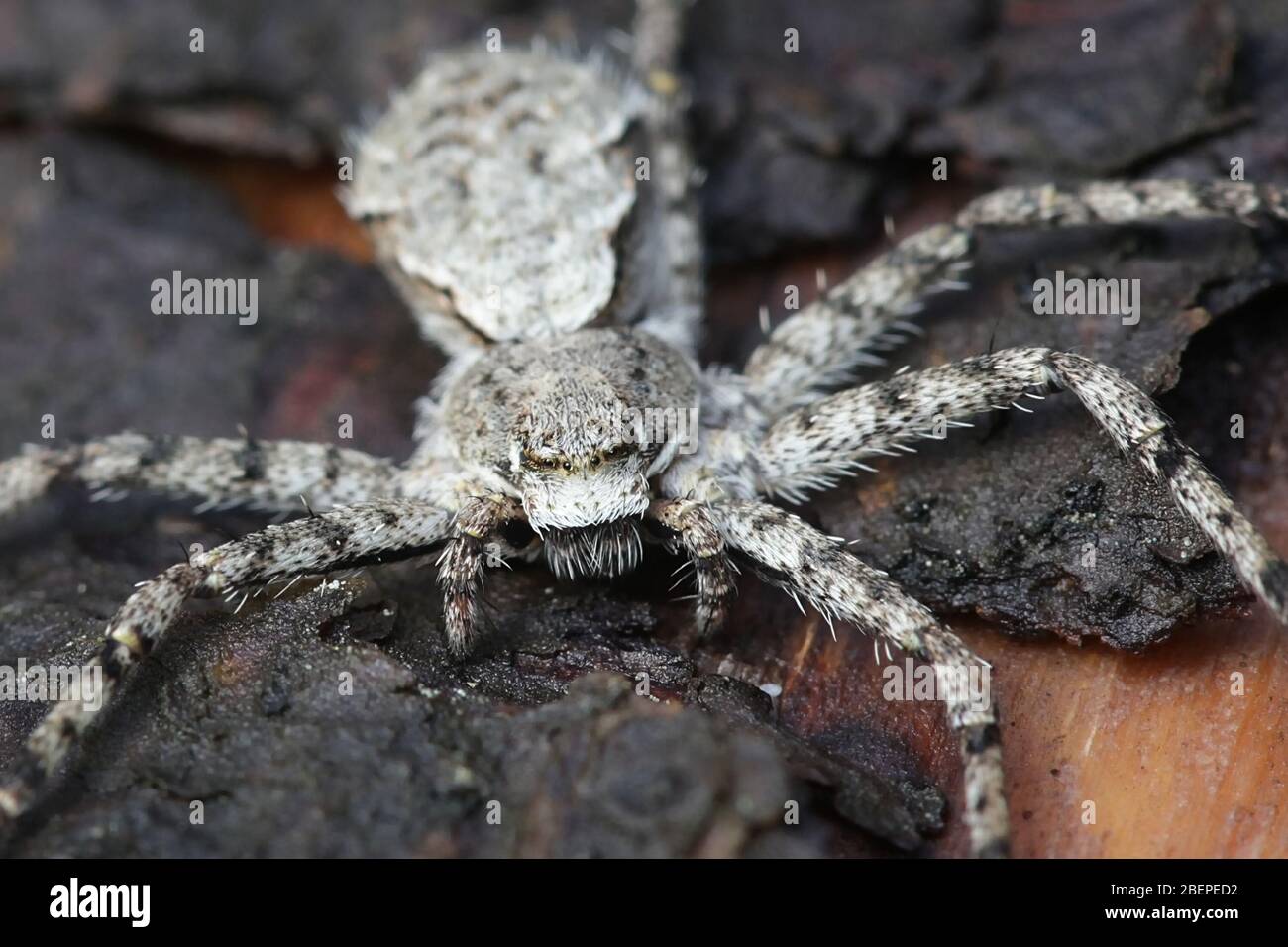 Philodromus margaritatus, known as lichen running-spider, a crab spider ...