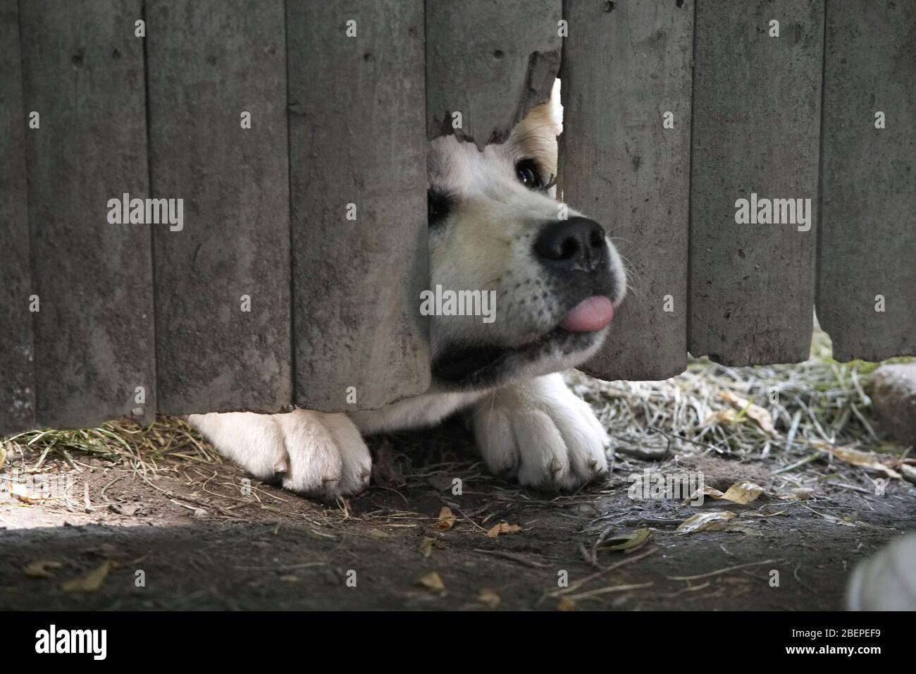 Hachi hachi hi-res stock photography and images - Alamy