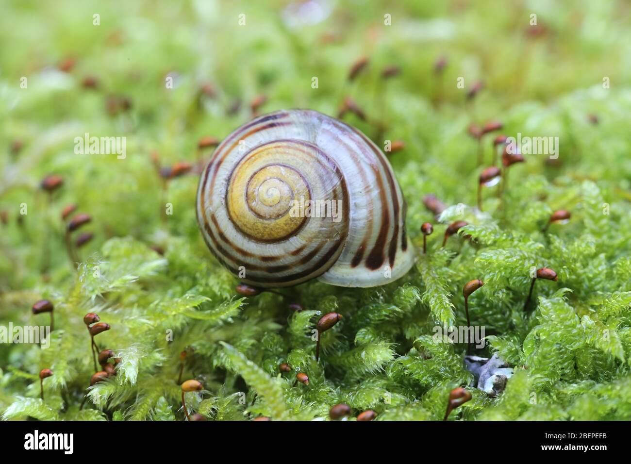 Terrestrial Pulmonate Gastropod Mollusc High Resolution Stock ...