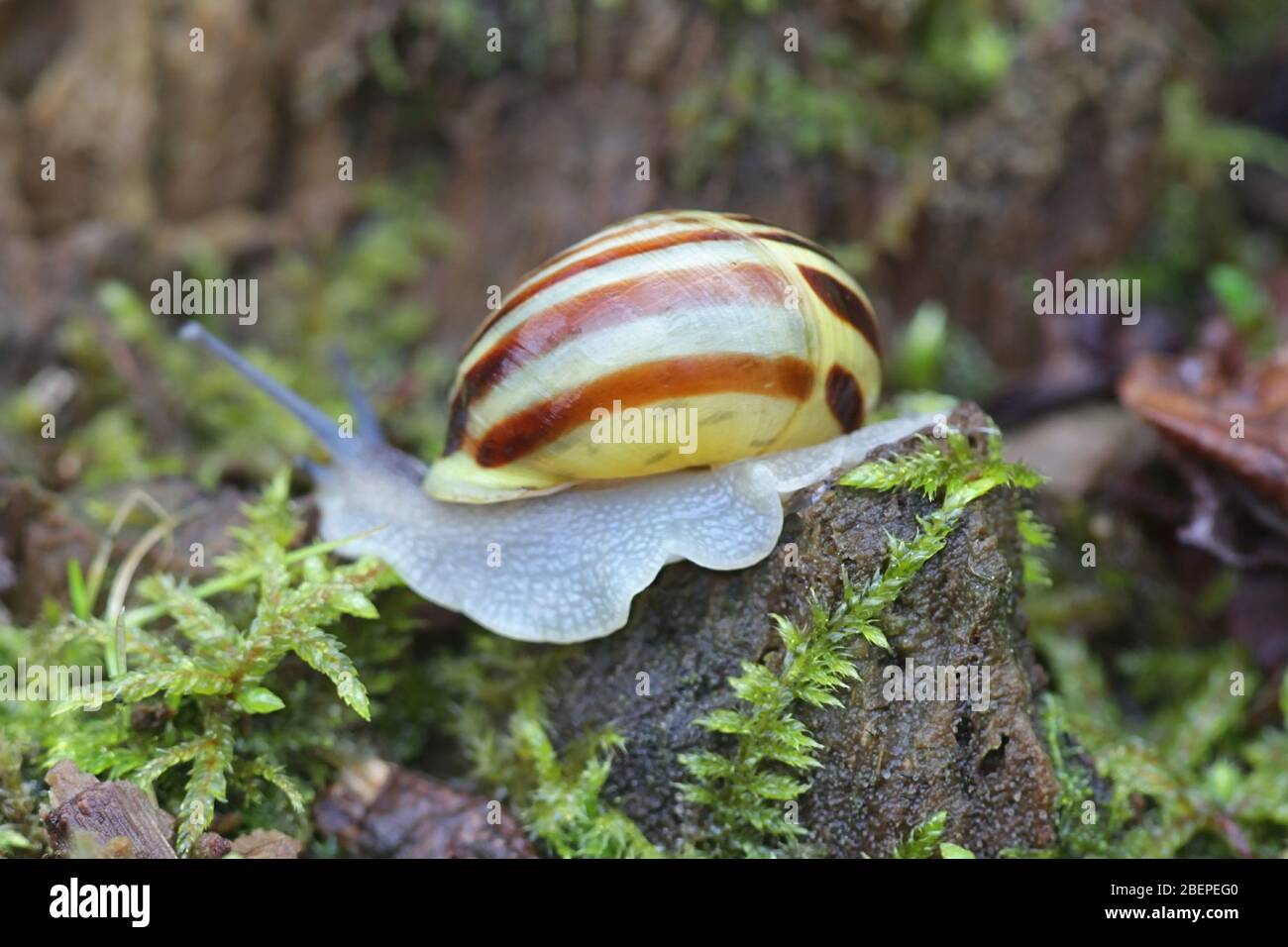 Cepaea hortensis, known as garden banded snail or white-lipped snail ...