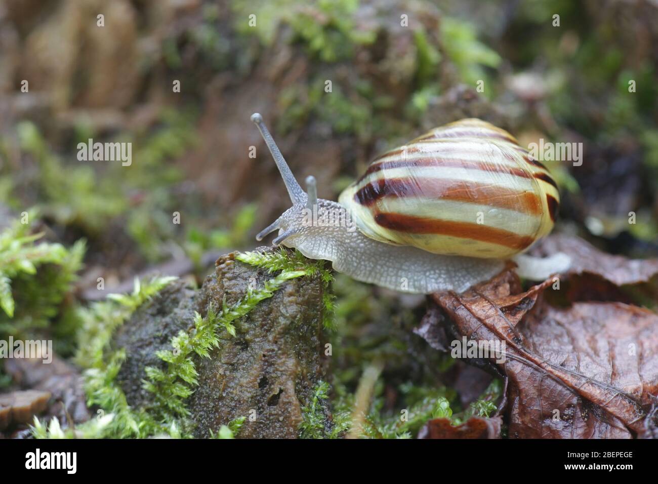 Cepaea hortensis, known as garden banded snail or white-lipped snail ...