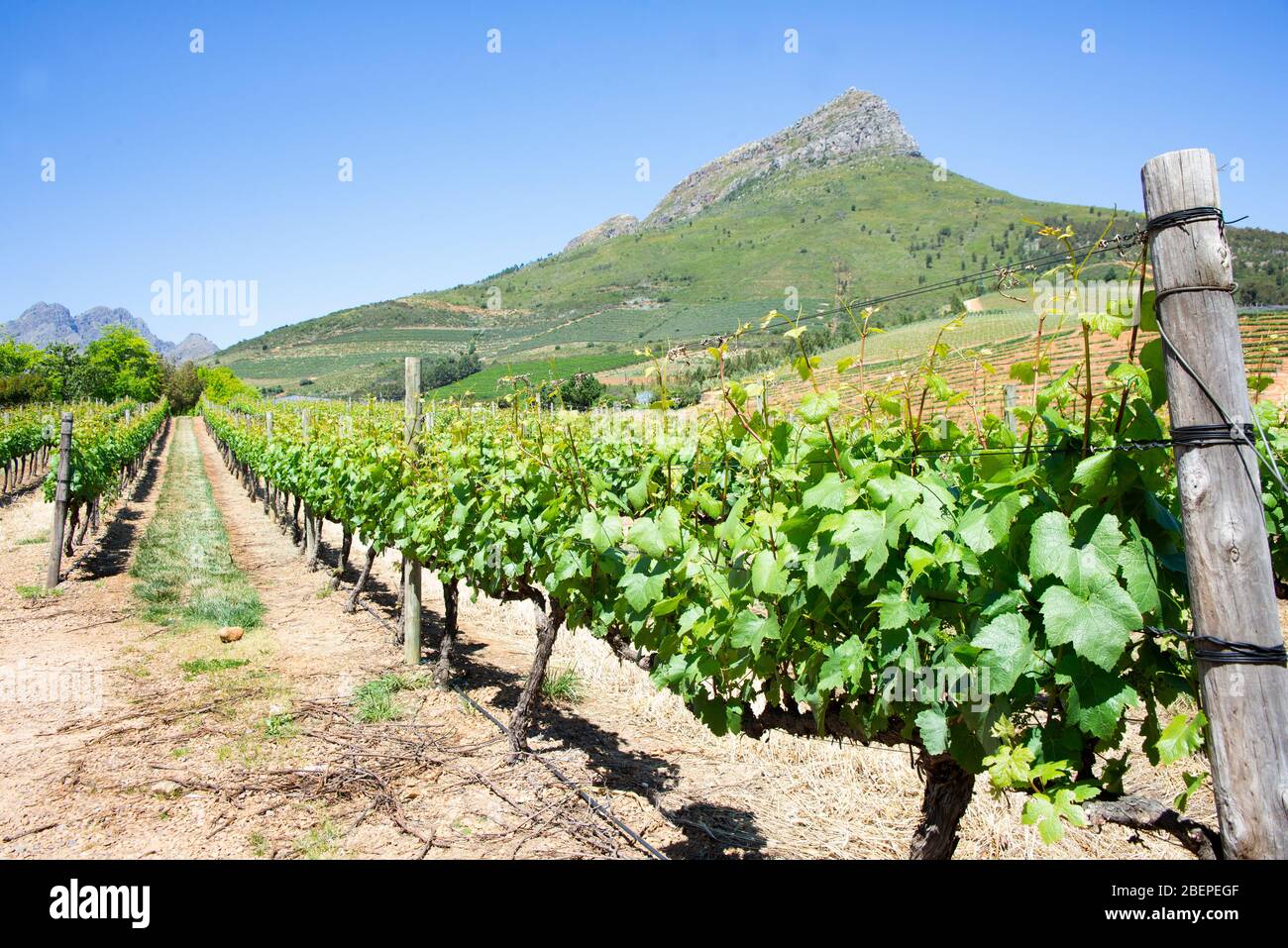 Quality vines hi-res stock photography and images - Alamy