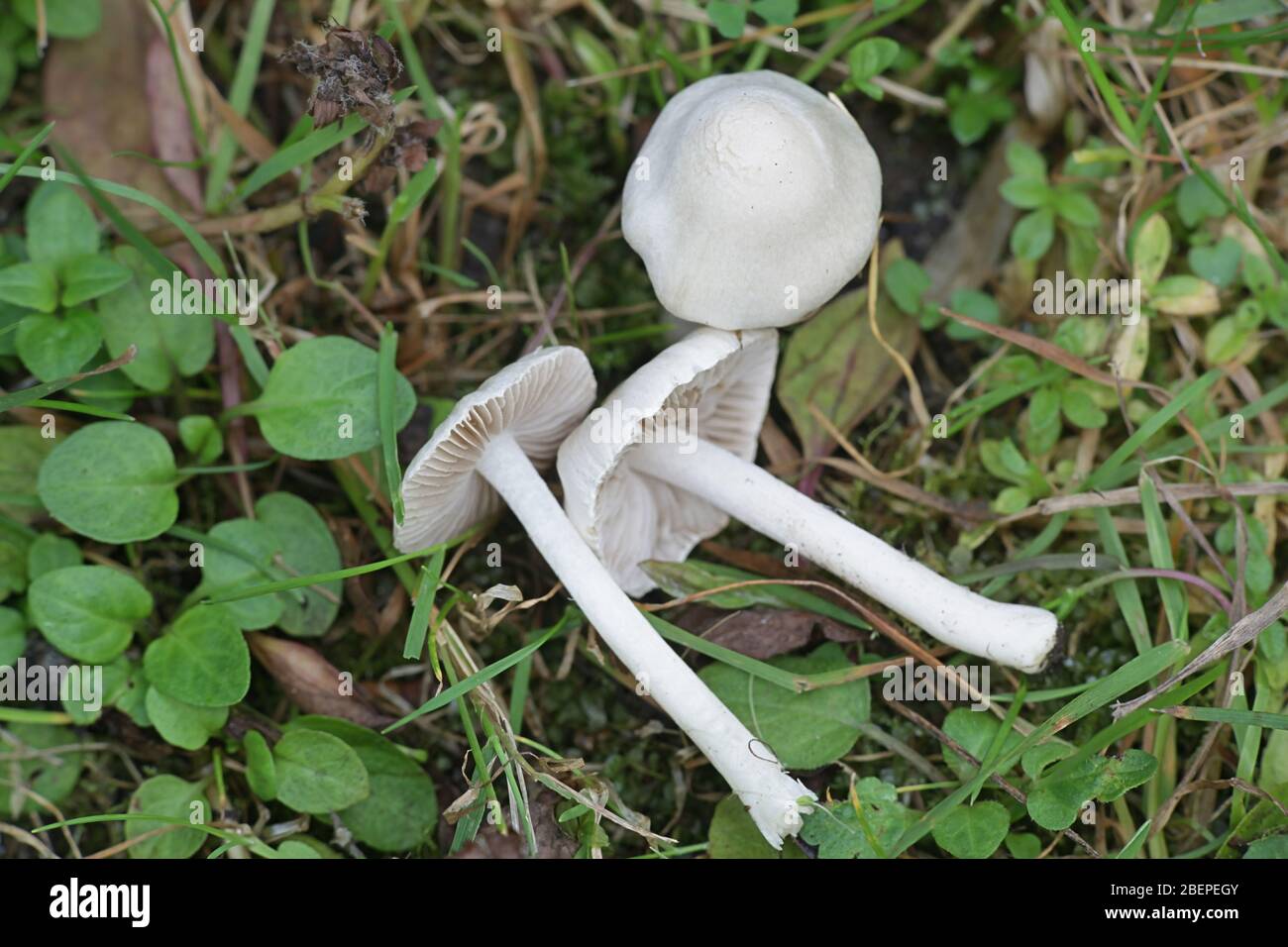 Inocybe geophylla, commonly known as the earthy inocybe, common white ...