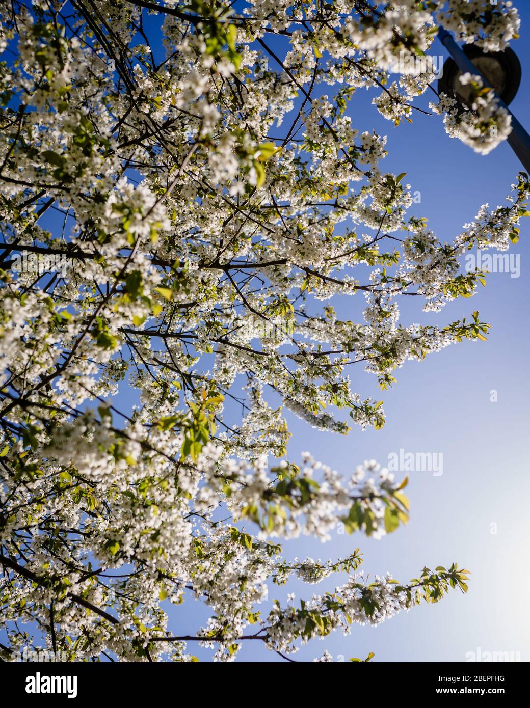 MERTHYR TYDFIL, WALES - 13 APRIL 2020 - White blossom tree with blue ...