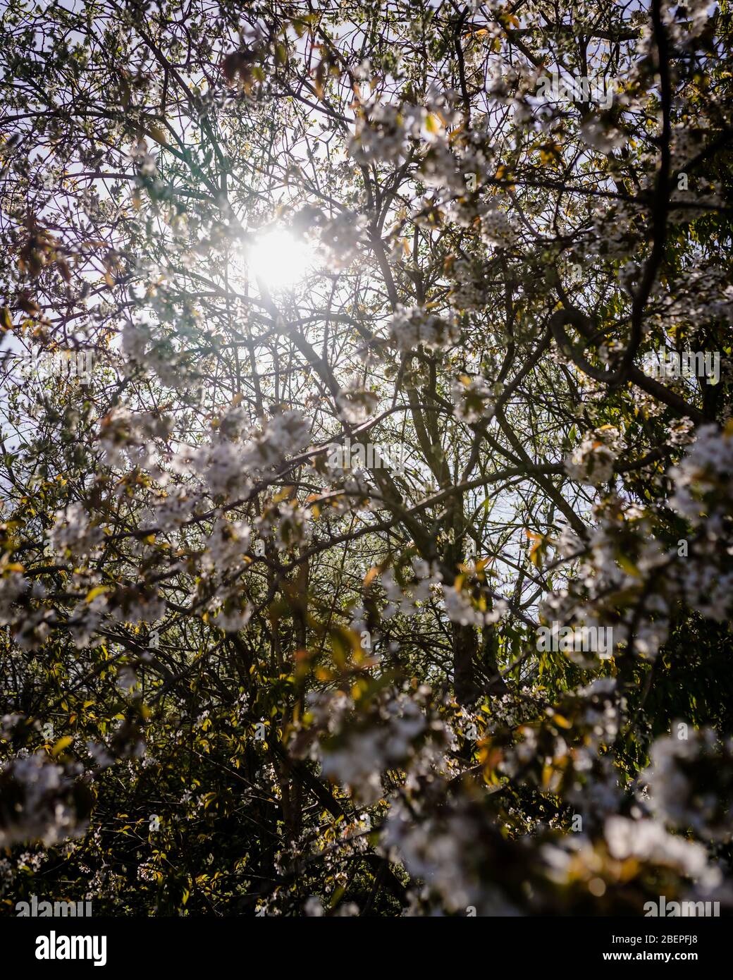 MERTHYR TYDFIL, WALES - 13 APRIL 2020 - White blossom tree with blue ...