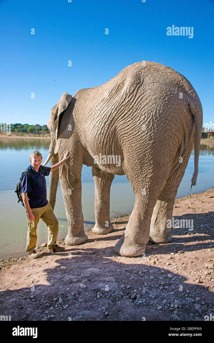 A happy man enjoys touching a giant elephant. The tourist met the tame ...