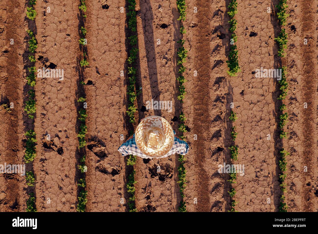 Aerial view of farmer in soybean field, drone pov directly above farm ...