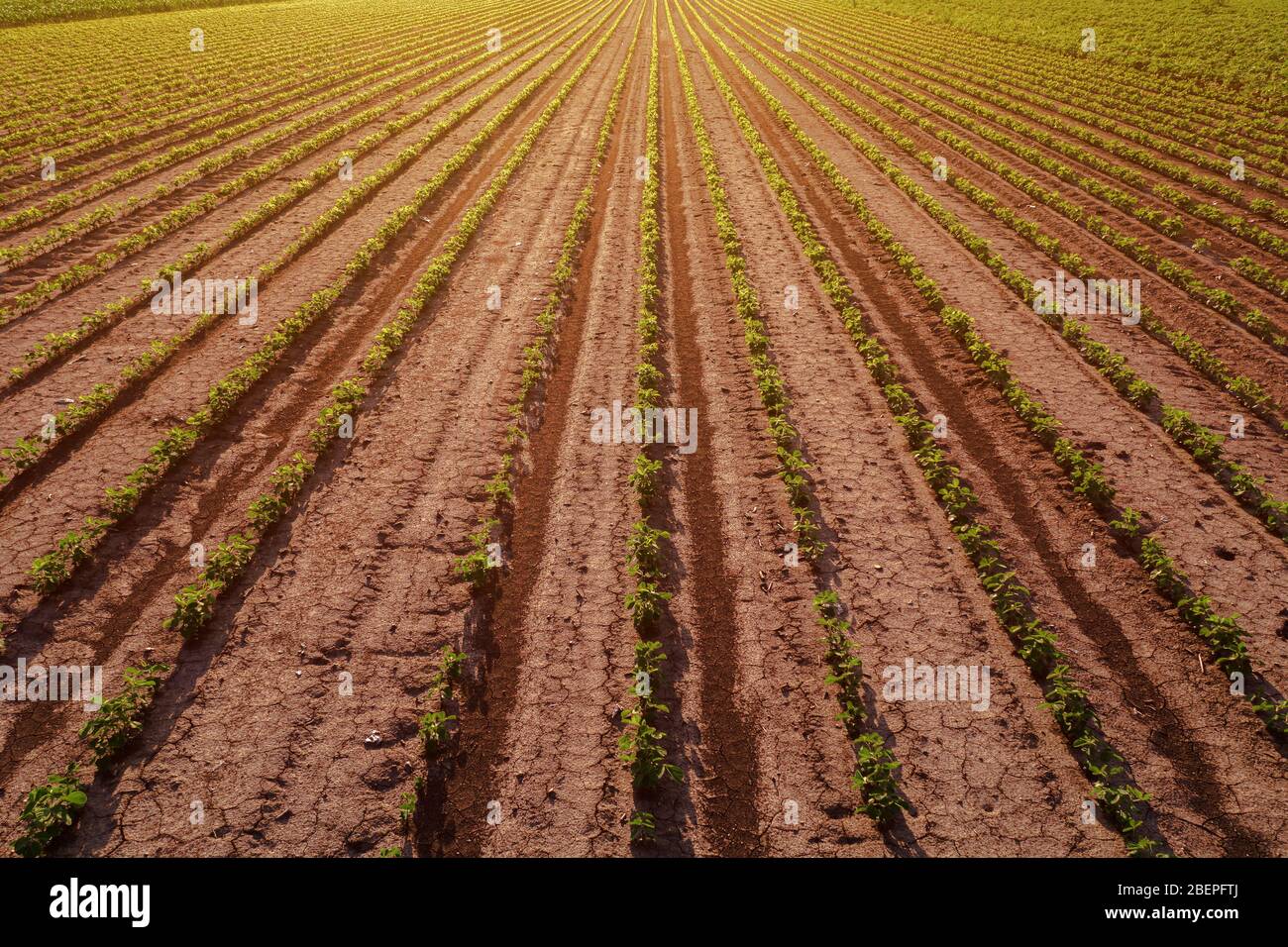 Soybean Field Background