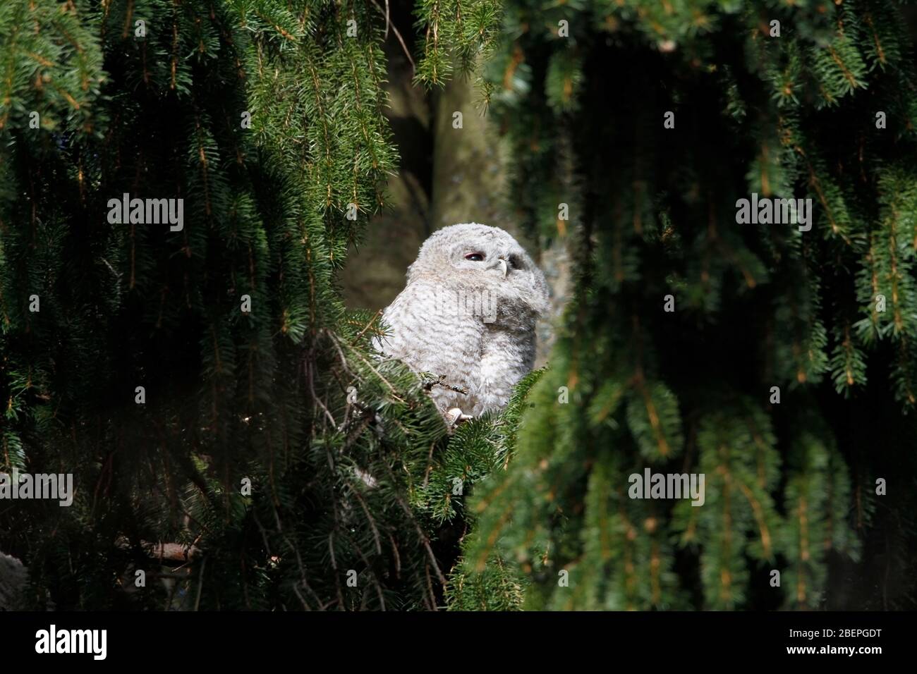 Little Owl Chick High Resolution Stock Photography and Images - Alamy