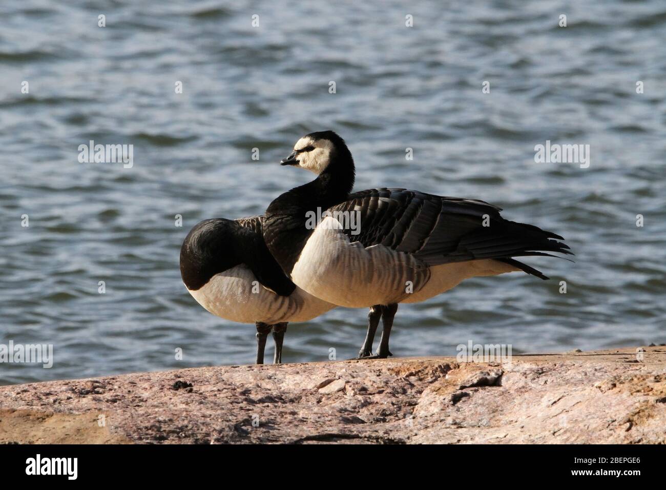 two Barnacle Goose resting on a cliff Stock Photo - Alamy