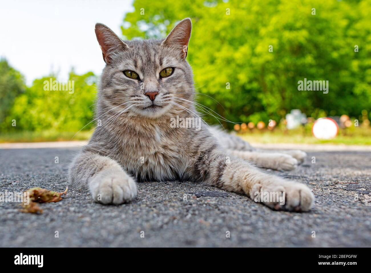 The June 17, 2019, photo of a cat in Chernobyl in abandoned territory ...