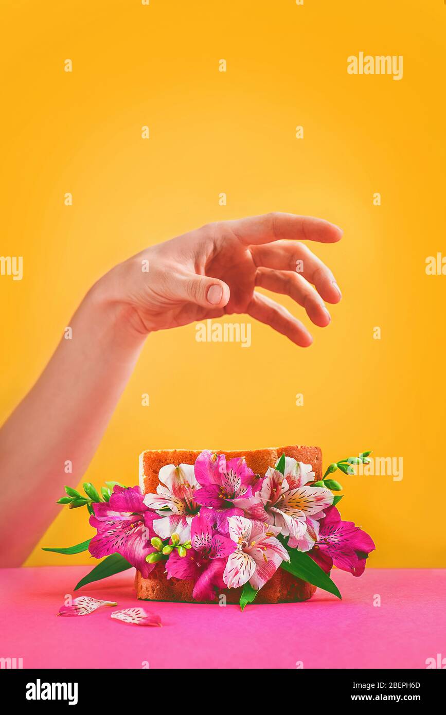 Spring sandwich color blocking, flower sandwich on a vivid yellow ...