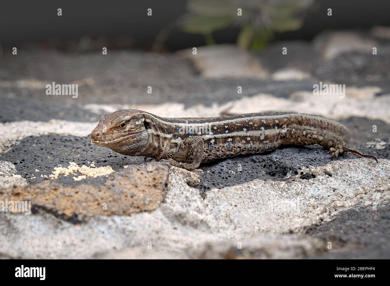 Canary lizard hi-res stock photography and images - Alamy
