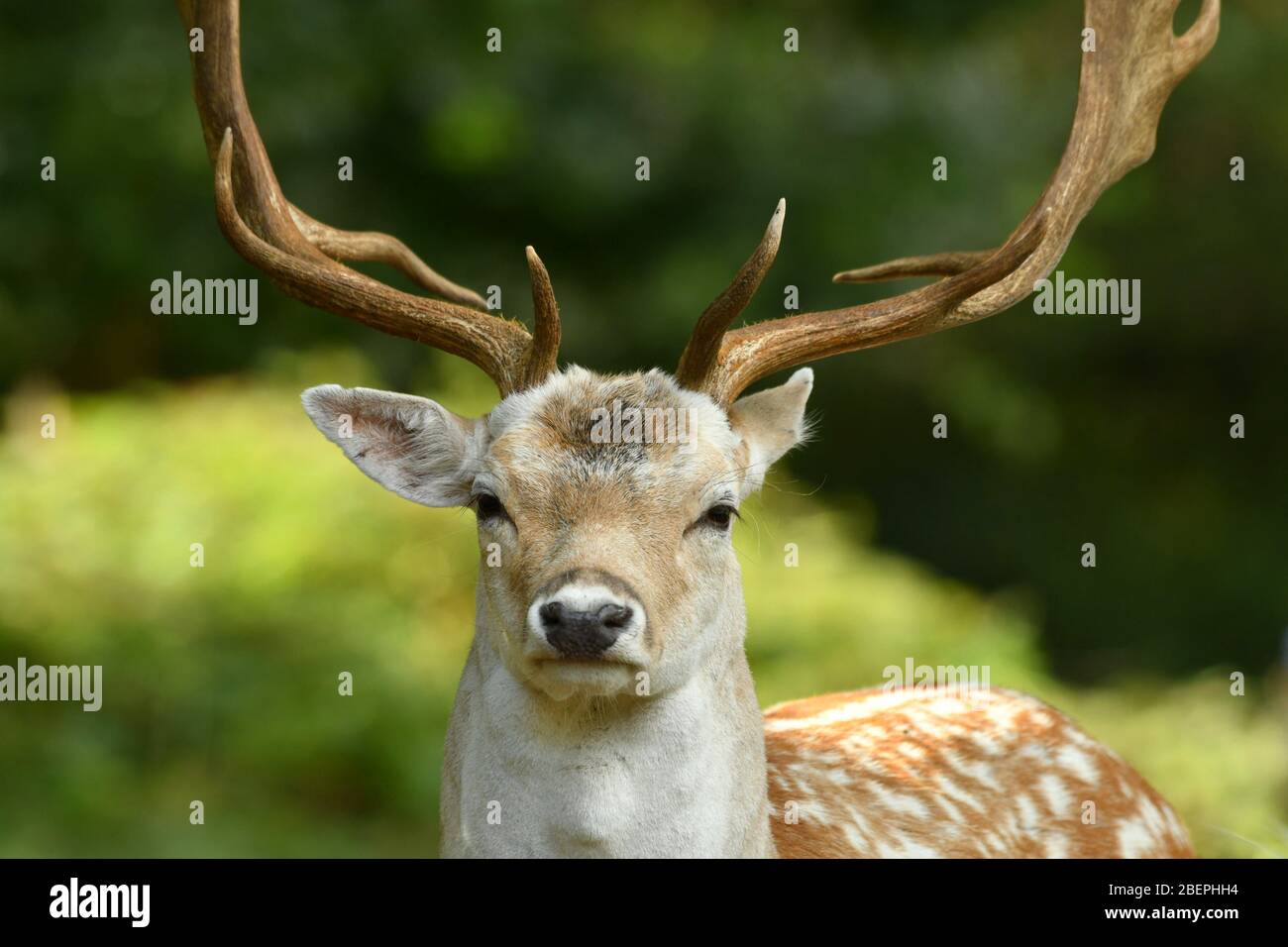 Deer with autumn colours hi-res stock photography and images - Alamy
