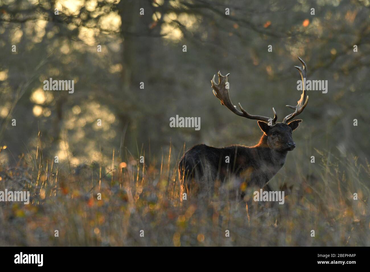 Fallow deer female hi-res stock photography and images - Alamy