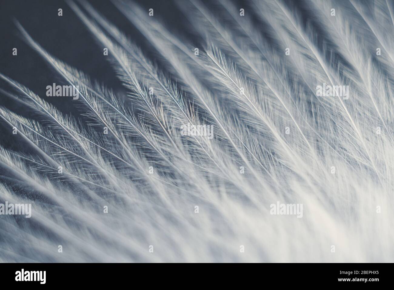 Monochromatic background hi-res stock photography and images - Alamy