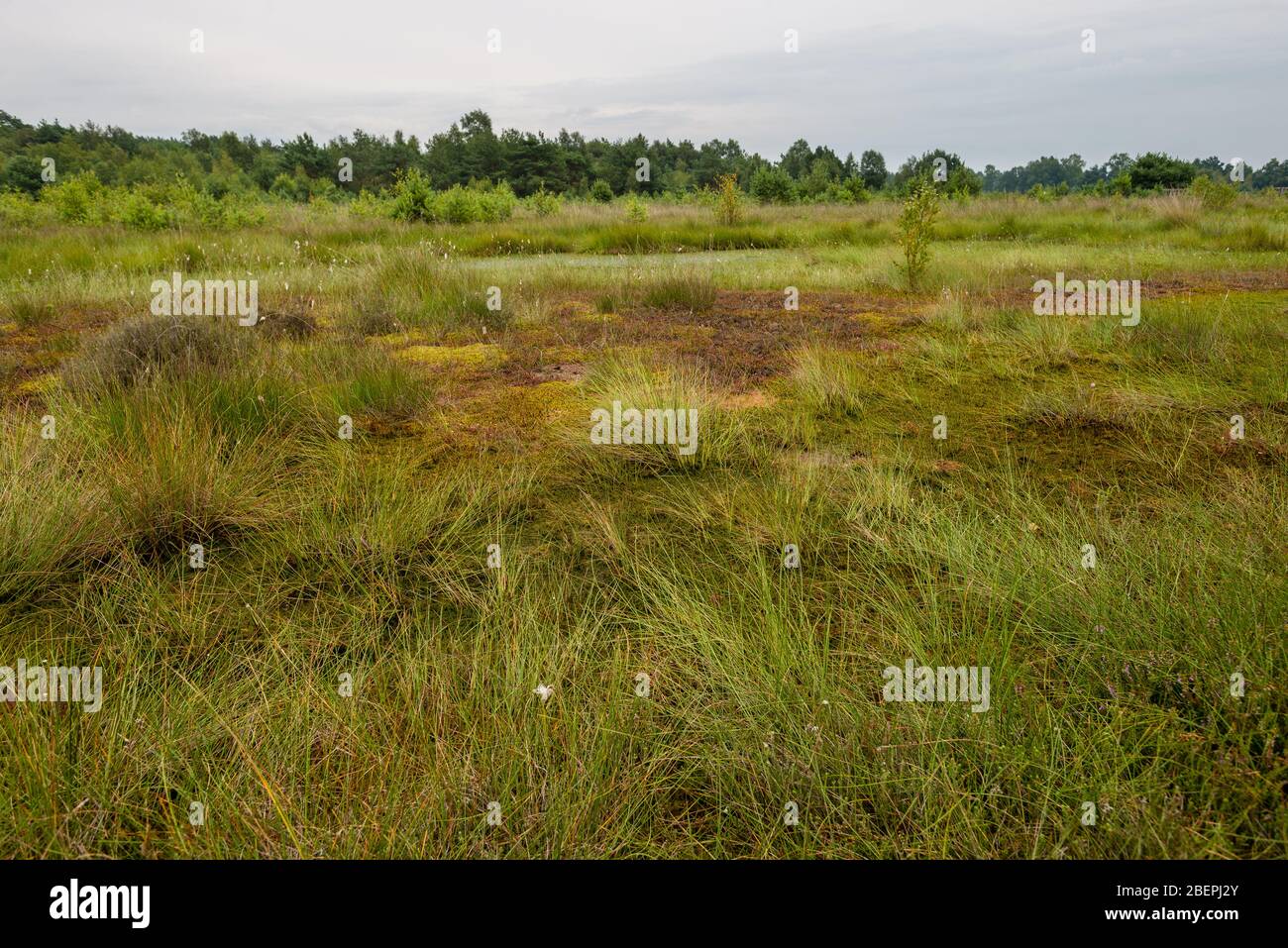 Bogland europe hi-res stock photography and images - Alamy